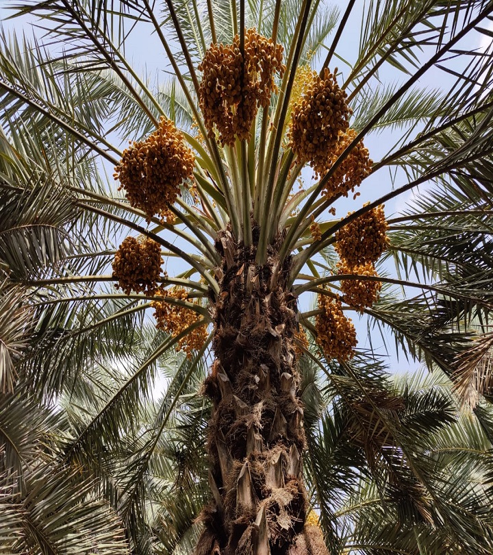 SHAH TRADERS | Unleashing Date Excellence