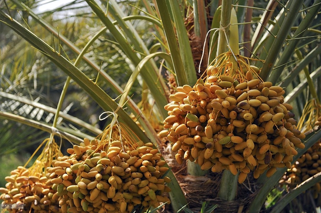 SHAH TRADERS | Unleashing Date Excellence